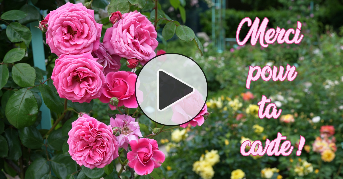 Jolie Carte De Remerciement